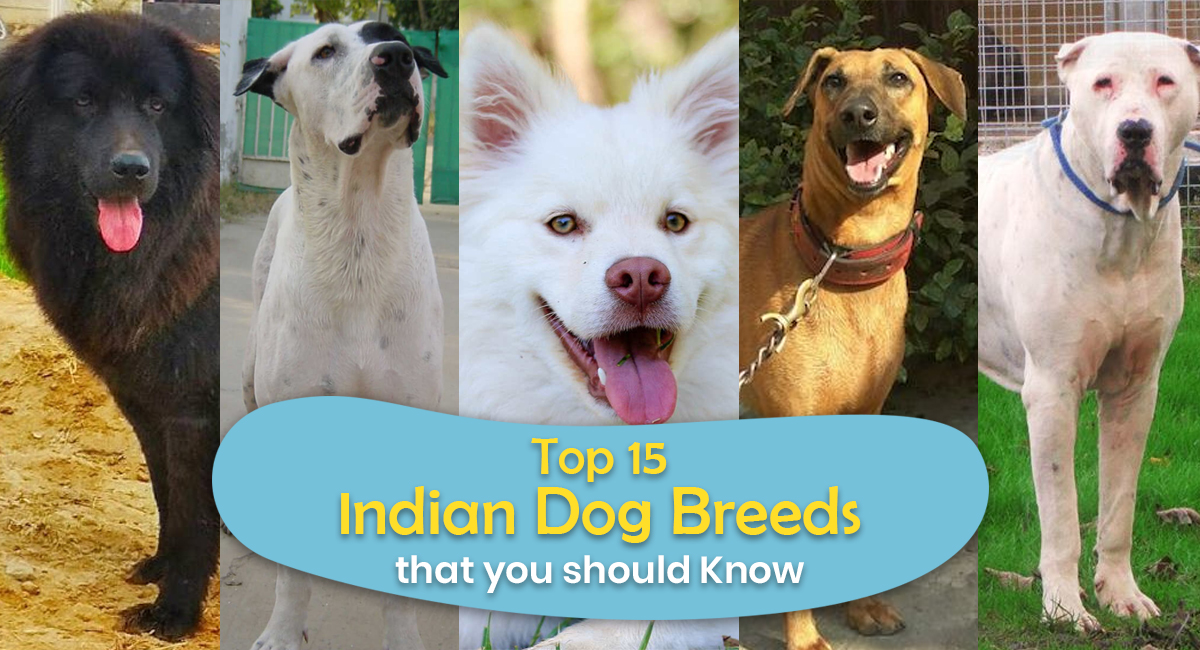 10 Amazing Indian dog breeds you should know - News & Stories