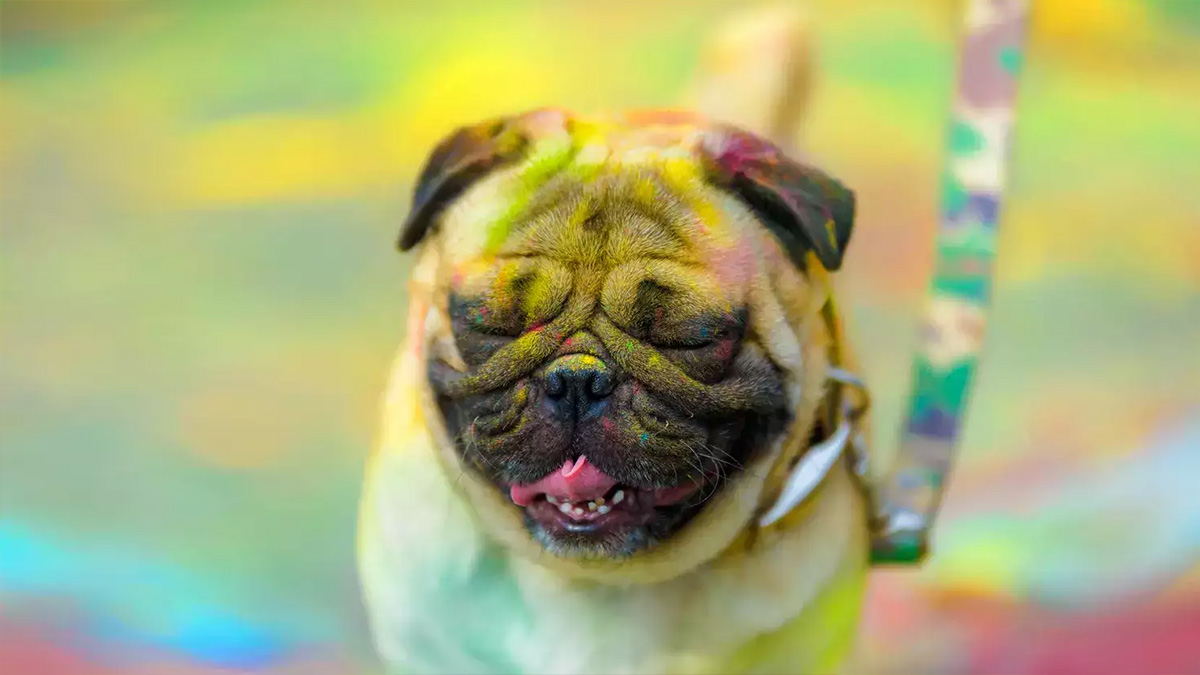 How safe is Holi for Pets and Stray Animals? - News & Stories